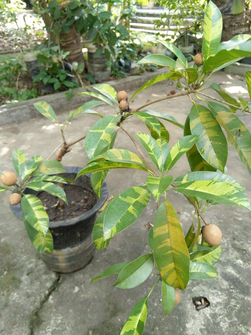 chico grafted variegated, Furniture & Home Living, Gardening, Plants ...