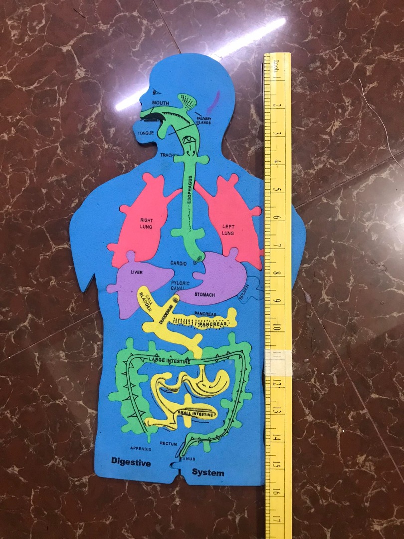 16 inches digestive system puzzle . 51 now 30, Hobbies & Toys ...