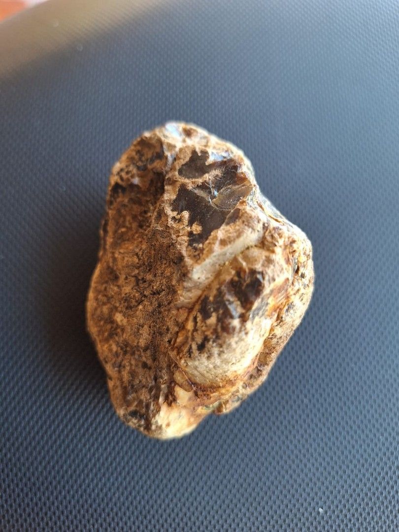 Ambergis / Muntahan ikan paus, Antik, Pajangan di Carousell