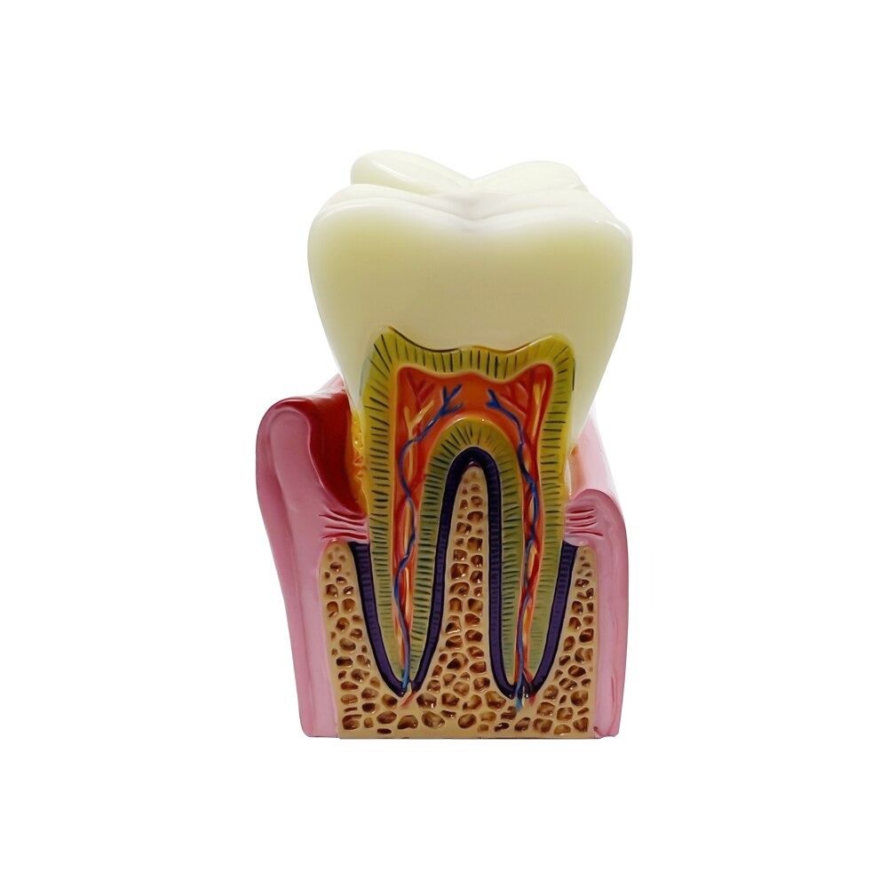 Big Dental Teeth Model Anatomy Large Dental Anatomical Model For ...