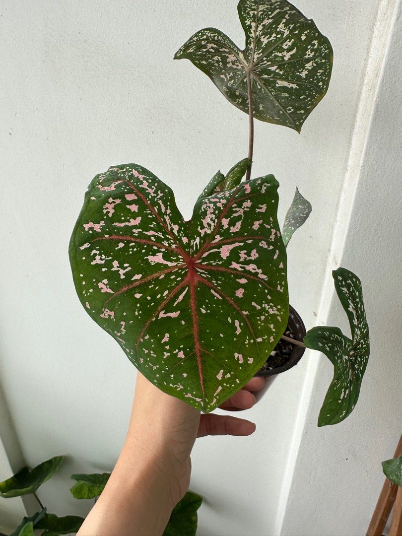 Florida Elise Caladium, Furniture & Home Living, Gardening, Plants ...