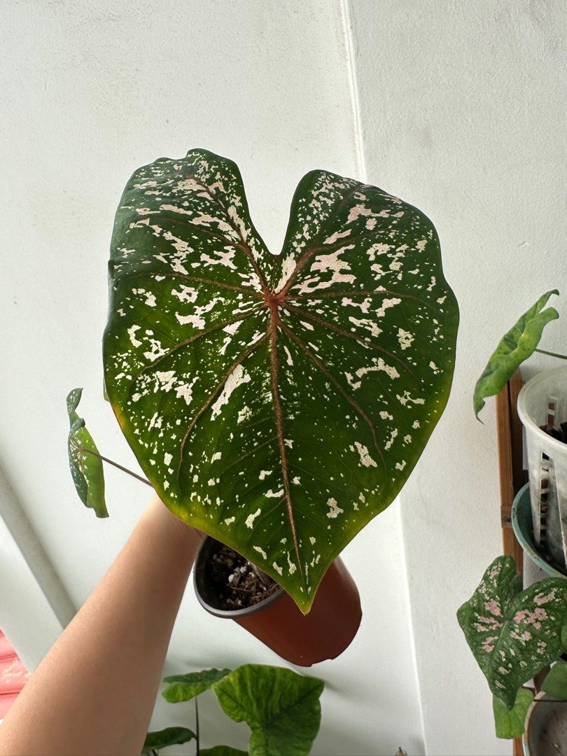 Florida Elise Caladium, Furniture & Home Living, Gardening, Plants ...