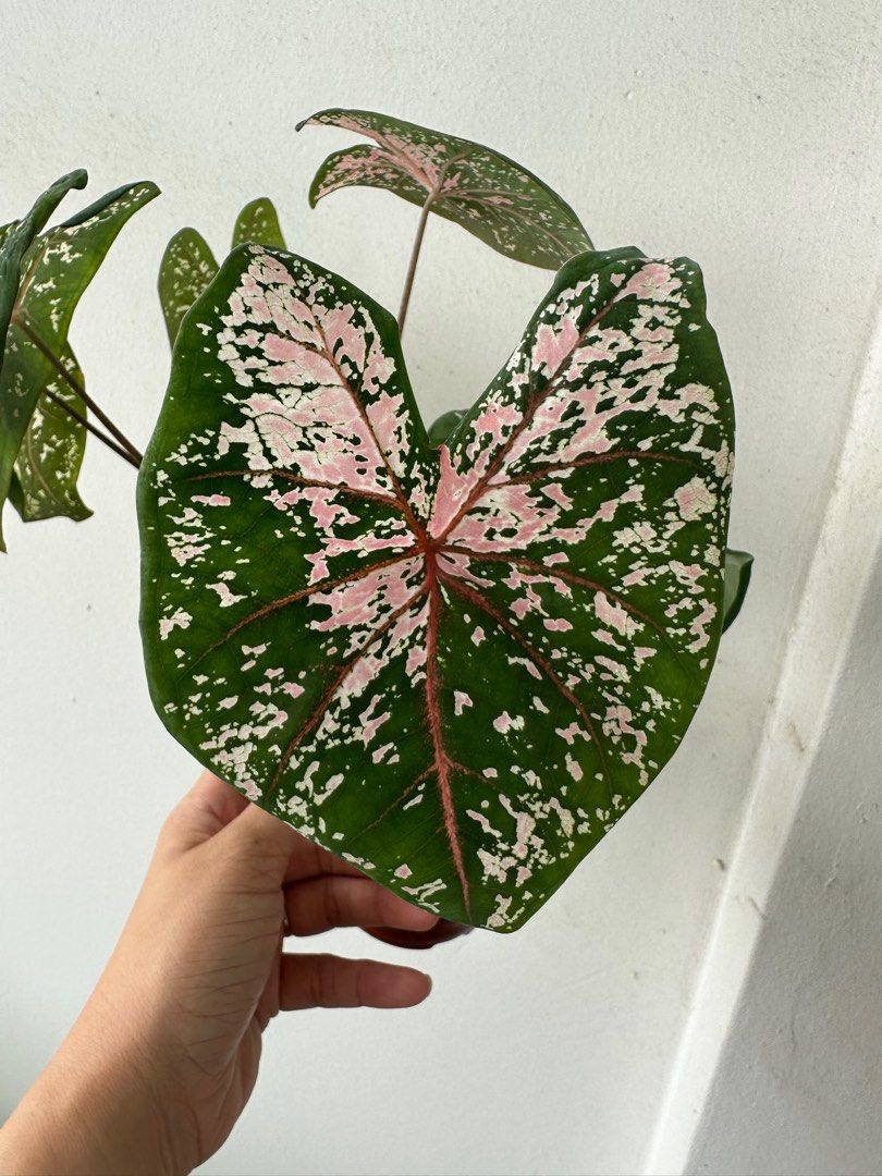 Florida Elise Caladium, Furniture & Home Living, Gardening, Plants ...