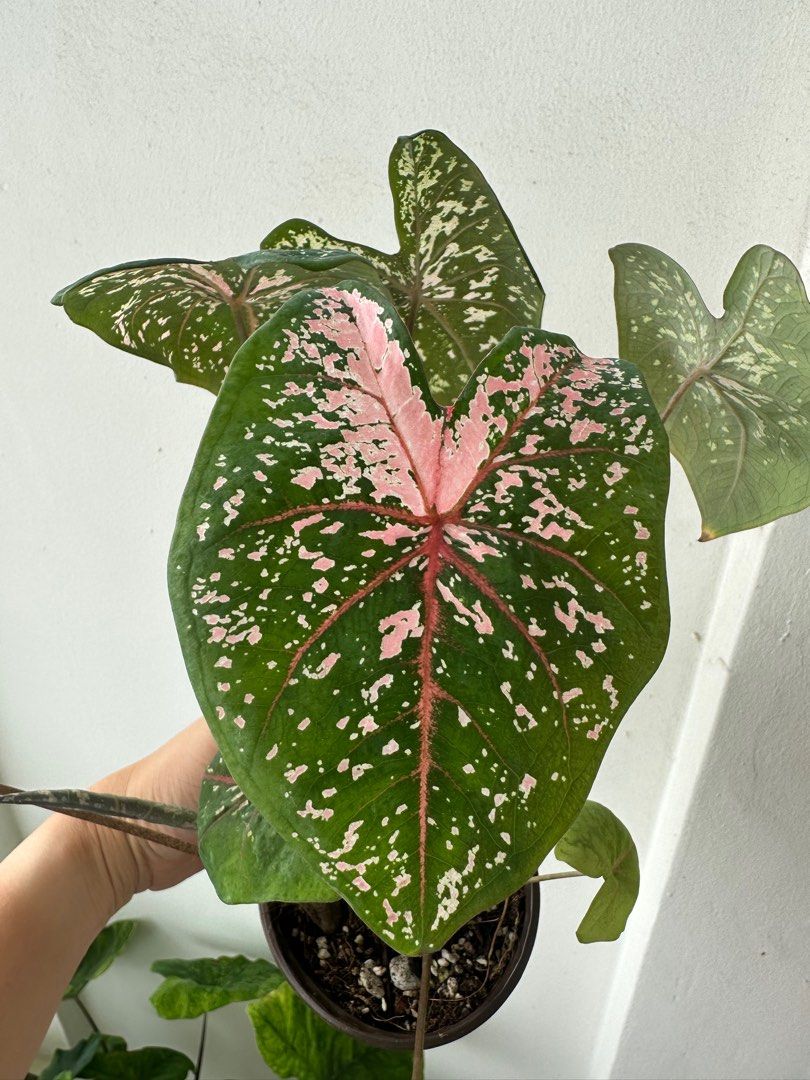 Florida Elise Caladium, Furniture & Home Living, Gardening, Plants ...
