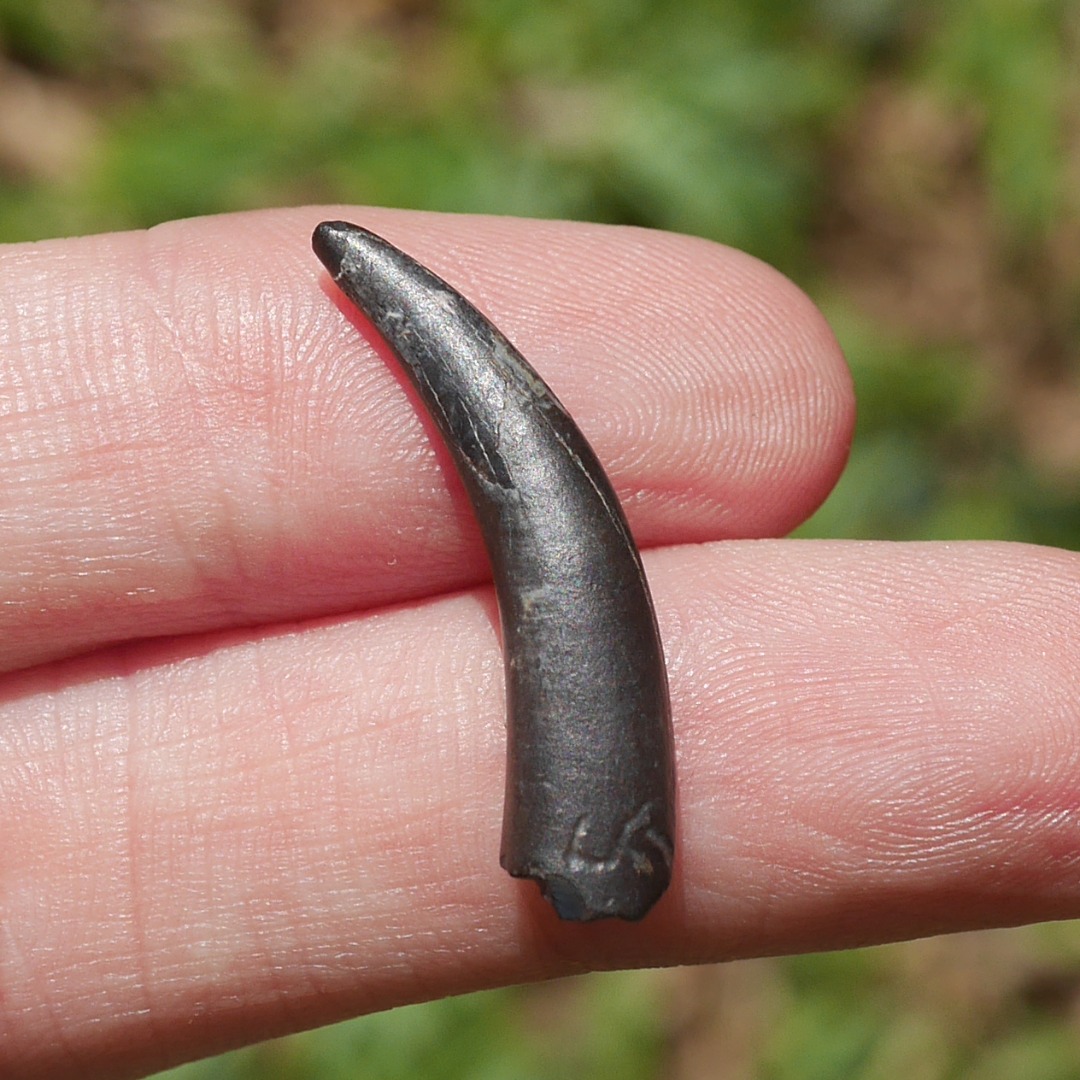 Fossil pterosaur tooth from the age of dinosaurs, Hobbies & Toys ...