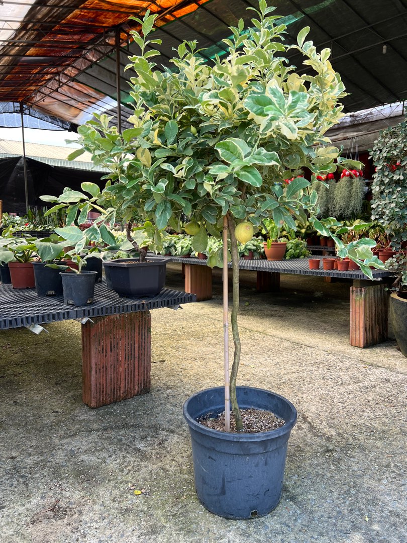 1.2m Tall Fragrance Lemon Tree with Variegated Leaves, Furniture & Home ...