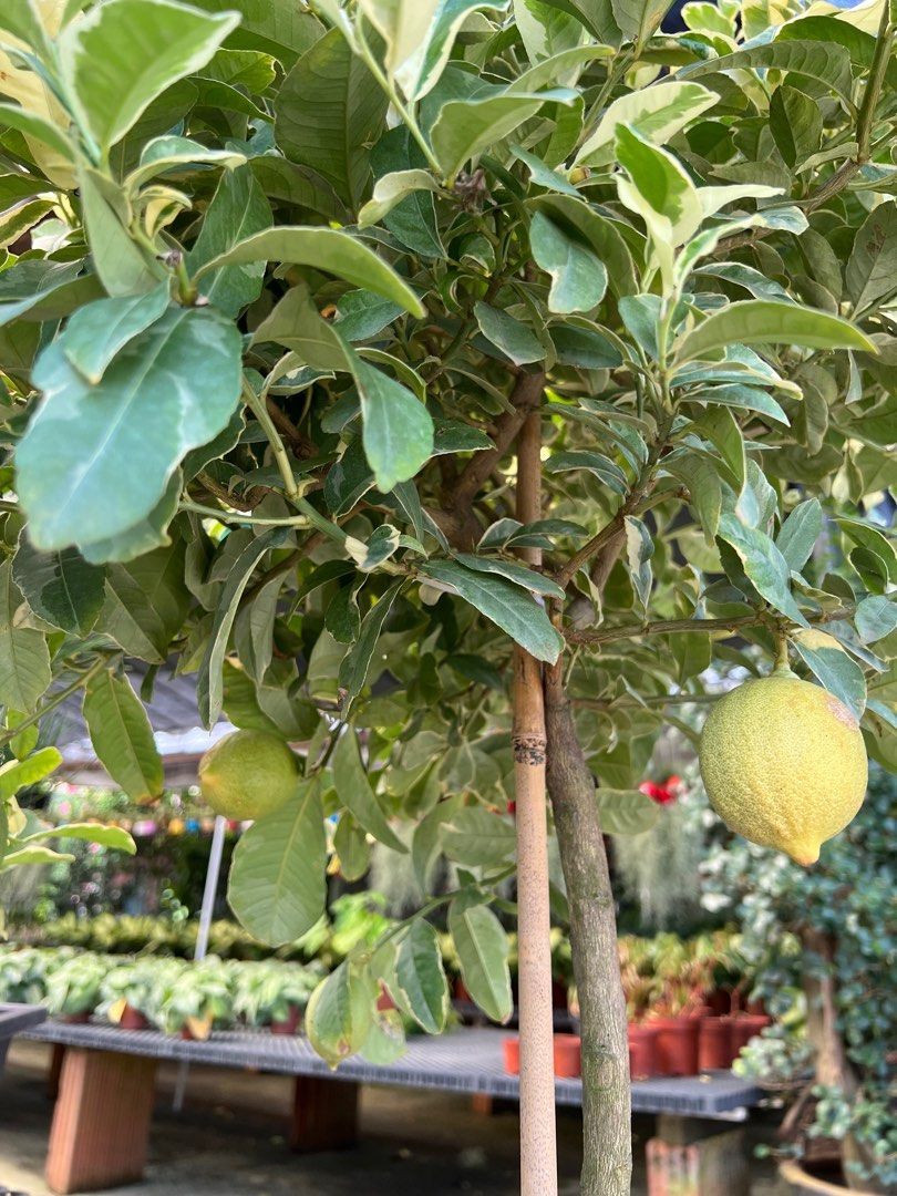 1.2m Tall Fragrance Lemon Tree with Variegated Leaves, Furniture & Home ...