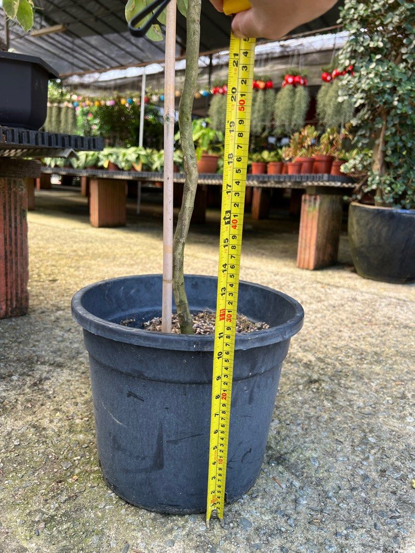 1.2m Tall Fragrance Lemon Tree with Variegated Leaves, Furniture & Home ...