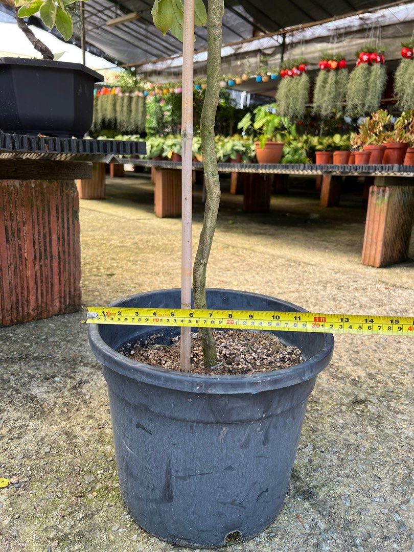 1.2m Tall Fragrance Lemon Tree with Variegated Leaves, Furniture & Home ...