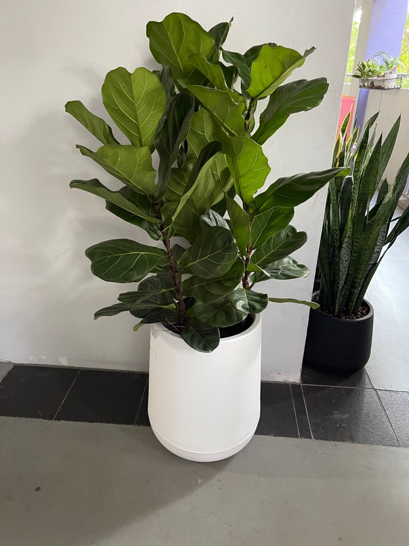 Huamama Garden | $88 each plant with pot | ficus | monstera | snake ...