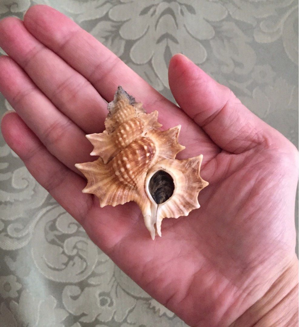 Seashell - Maple Leaf Triton seashell, Furniture & Home Living, Home Decor, Other Home Decor on ...