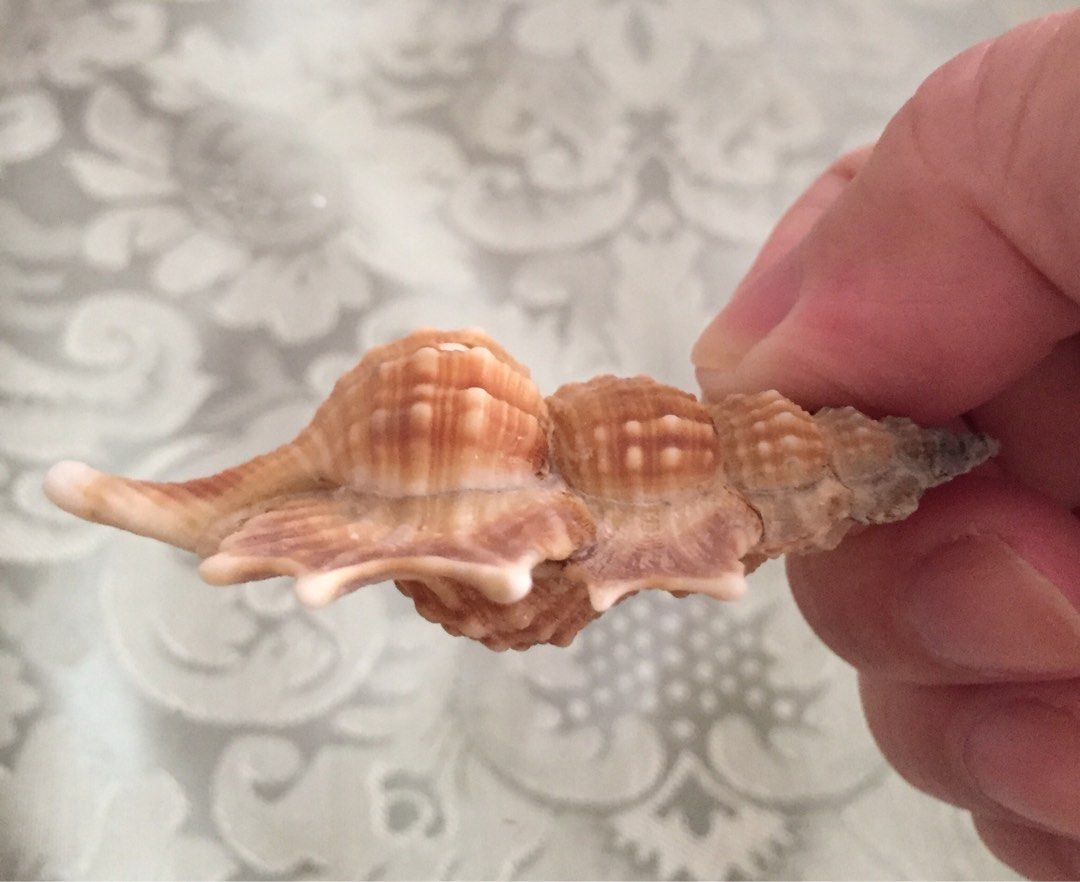 Seashell - Maple Leaf Triton seashell, Furniture & Home Living, Home Decor, Other Home Decor on ...