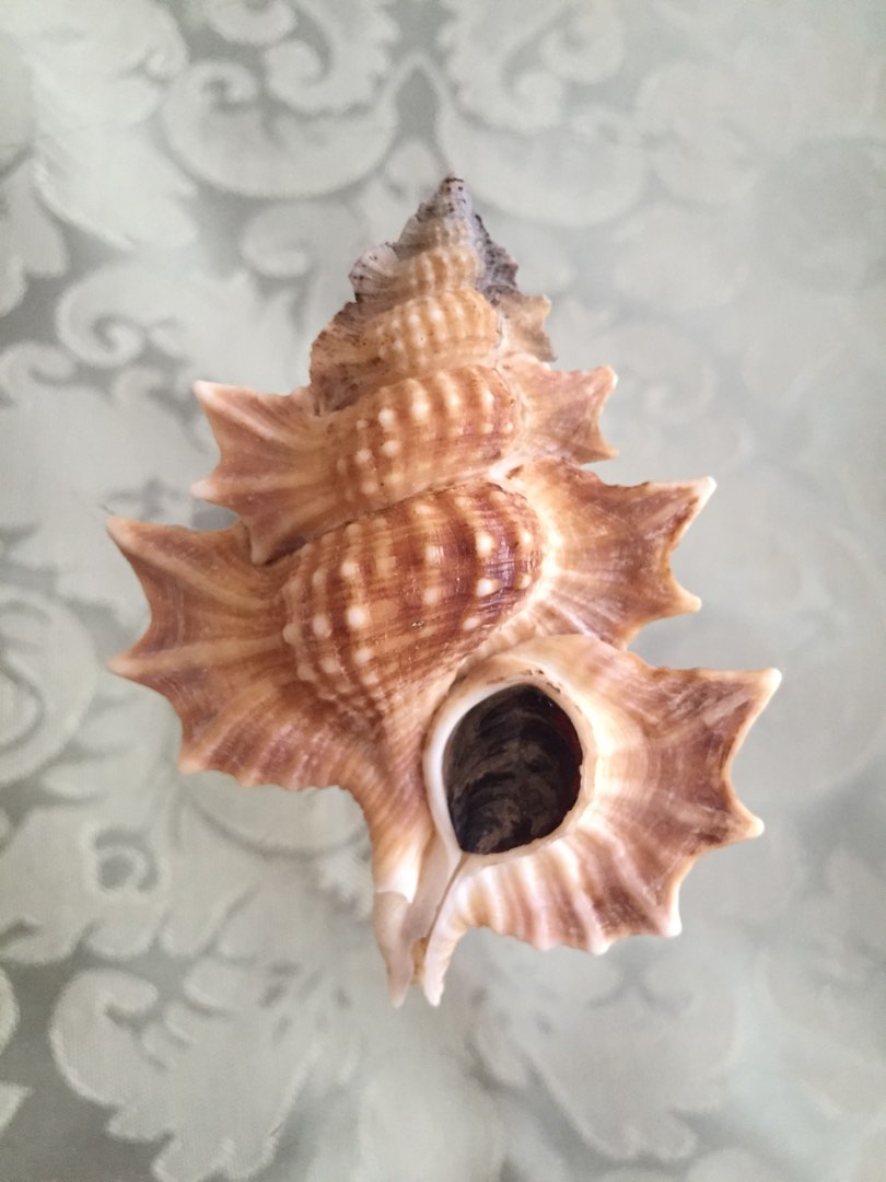 Seashell - Maple Leaf Triton seashell, Furniture & Home Living, Home Decor, Other Home Decor on ...