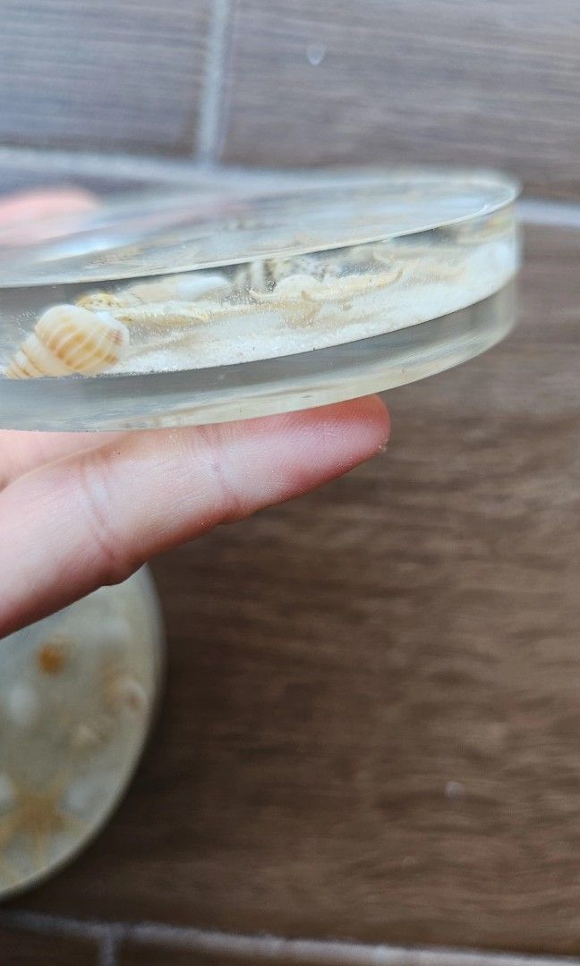 Seashell Resin Paper Weight, Hobbies & Toys, Stationery & Craft ...