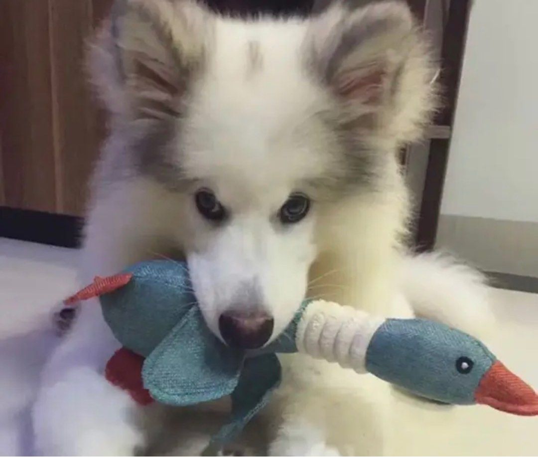 Soft Toys for pet dogs, Hobbies & Toys, Toys & Games on Carousell