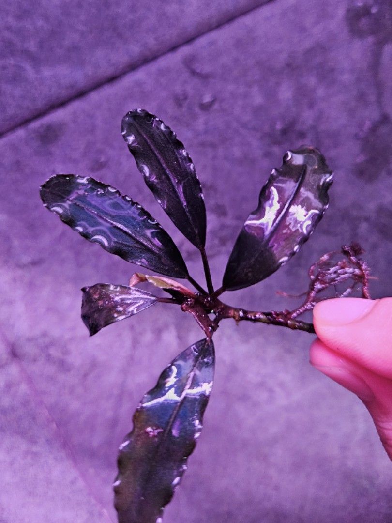 Bucephalandra godzilla|buce bucep|aquatic aquarium fresh live plants ...