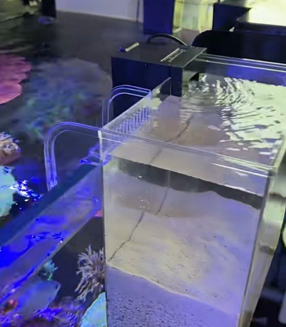 Chaeto Macro Algae breeding cultivation box, Pet Supplies, Homes ...