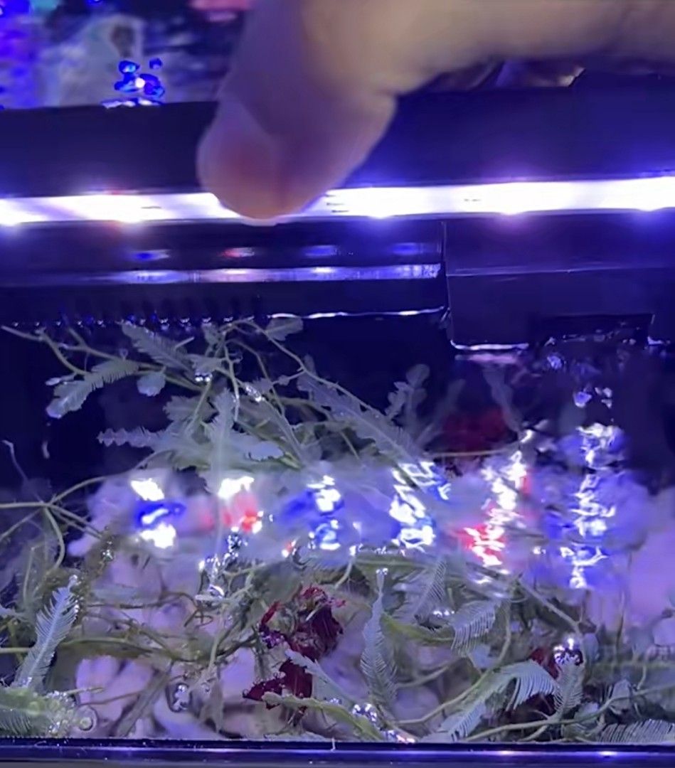 Chaeto Macro Algae breeding cultivation box, Pet Supplies, Homes ...