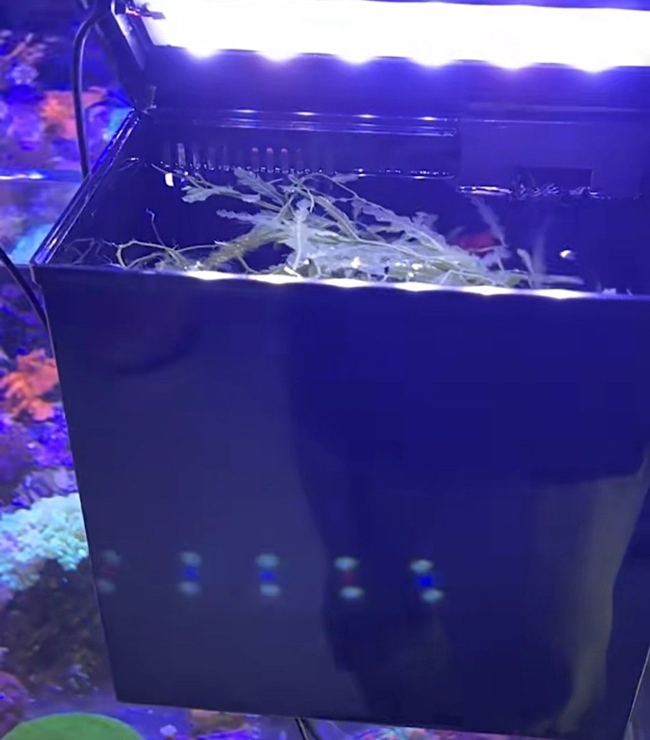 Chaeto Macro Algae breeding cultivation box, Pet Supplies, Homes ...