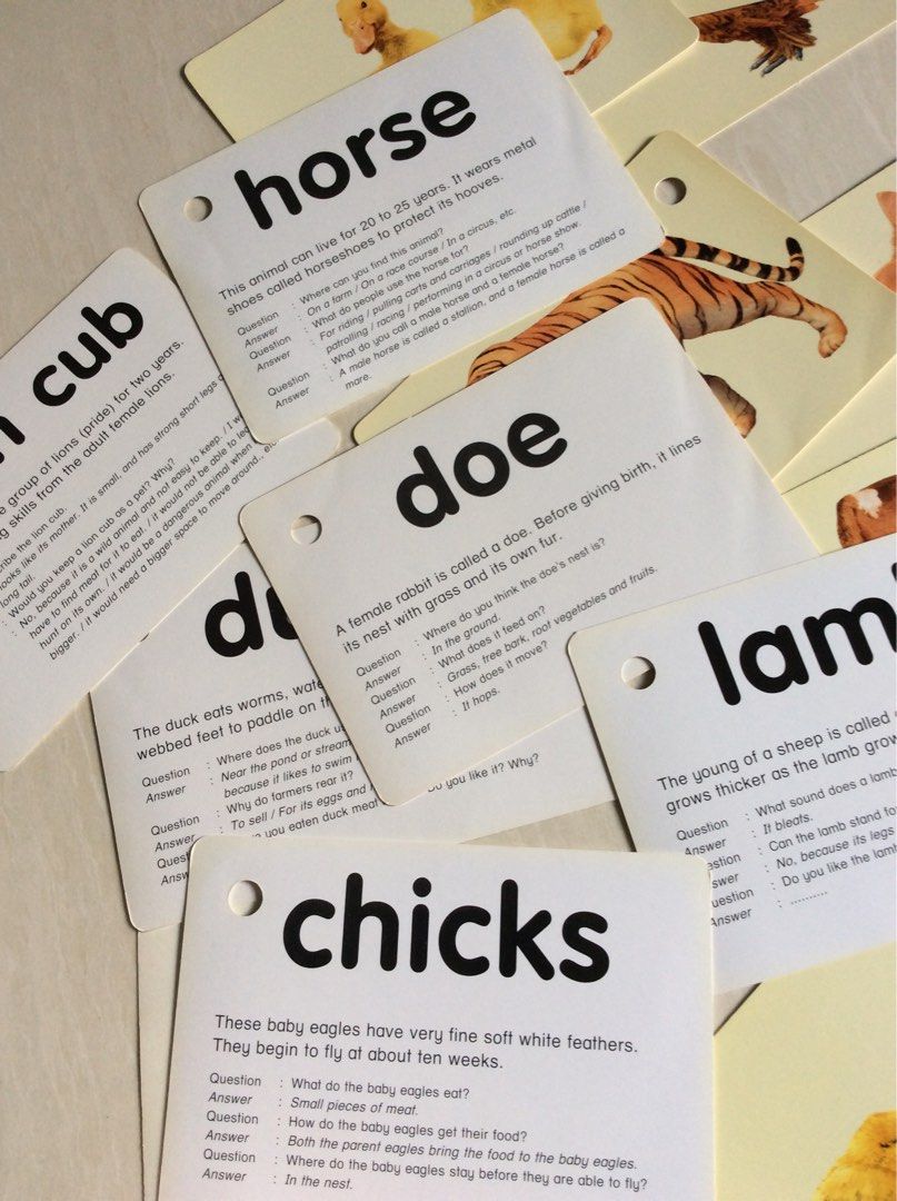 Learn Animals flashcard, Hobbies & Toys, Books & Magazines, Children's ...