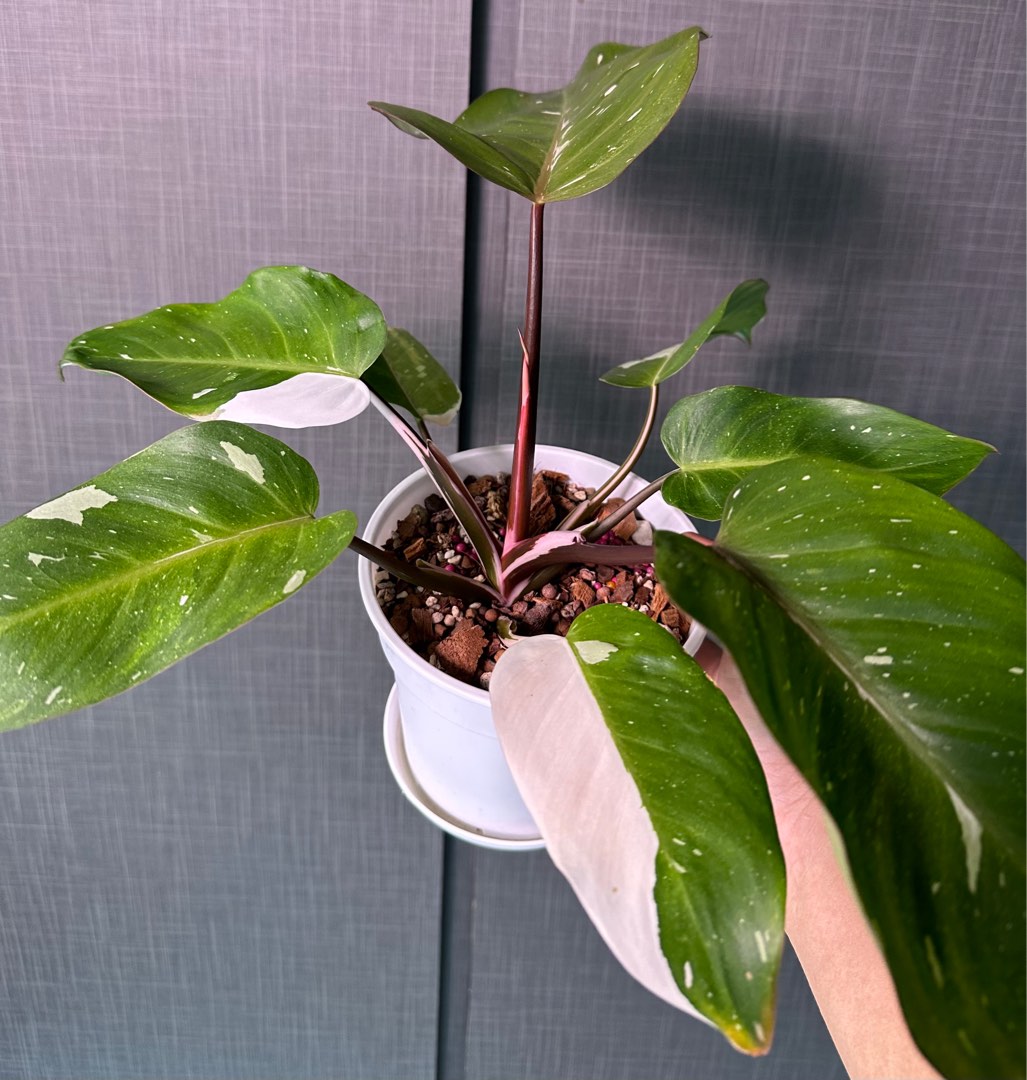 Philodendron Red Anderson Variegated, Furniture & Home Living ...