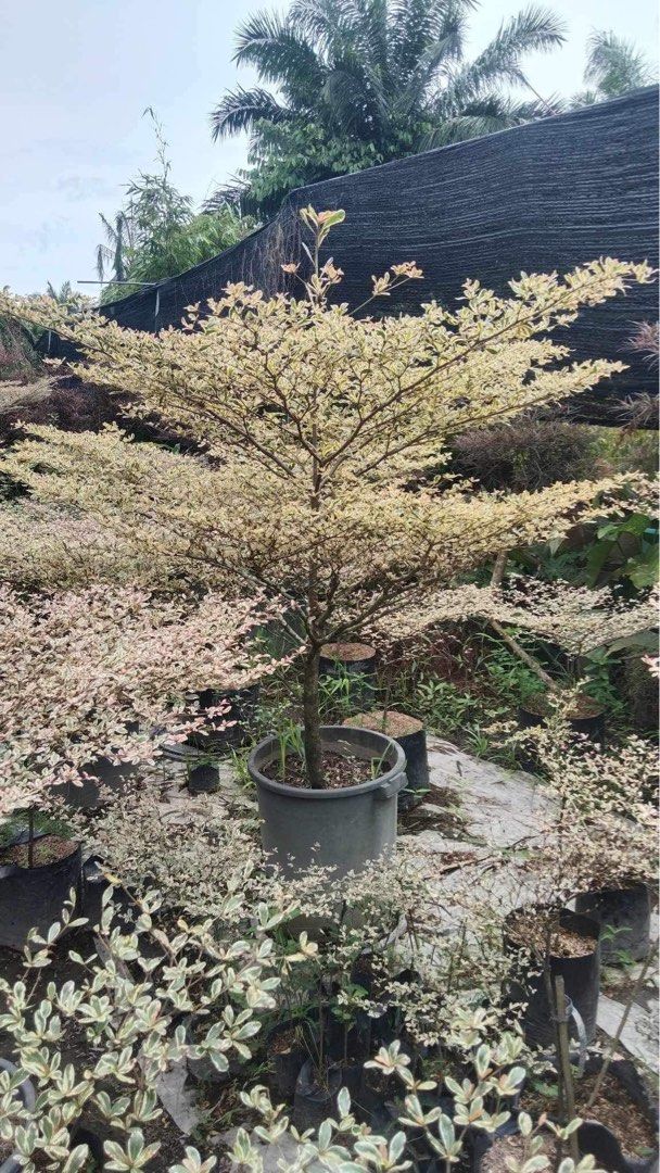 Variegated African Talisay, Furniture & Home Living, Gardening, Plants ...