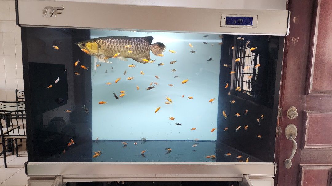 422 Ocean Free Fish tank set with sump, Pet Supplies, Homes & Other Pet ...