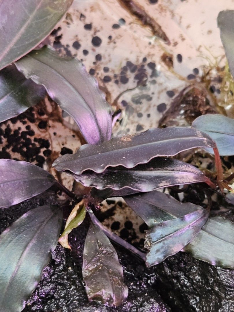 Bucephalandra godzilla|buce bucep|aquatic aquarium fresh live plants ...