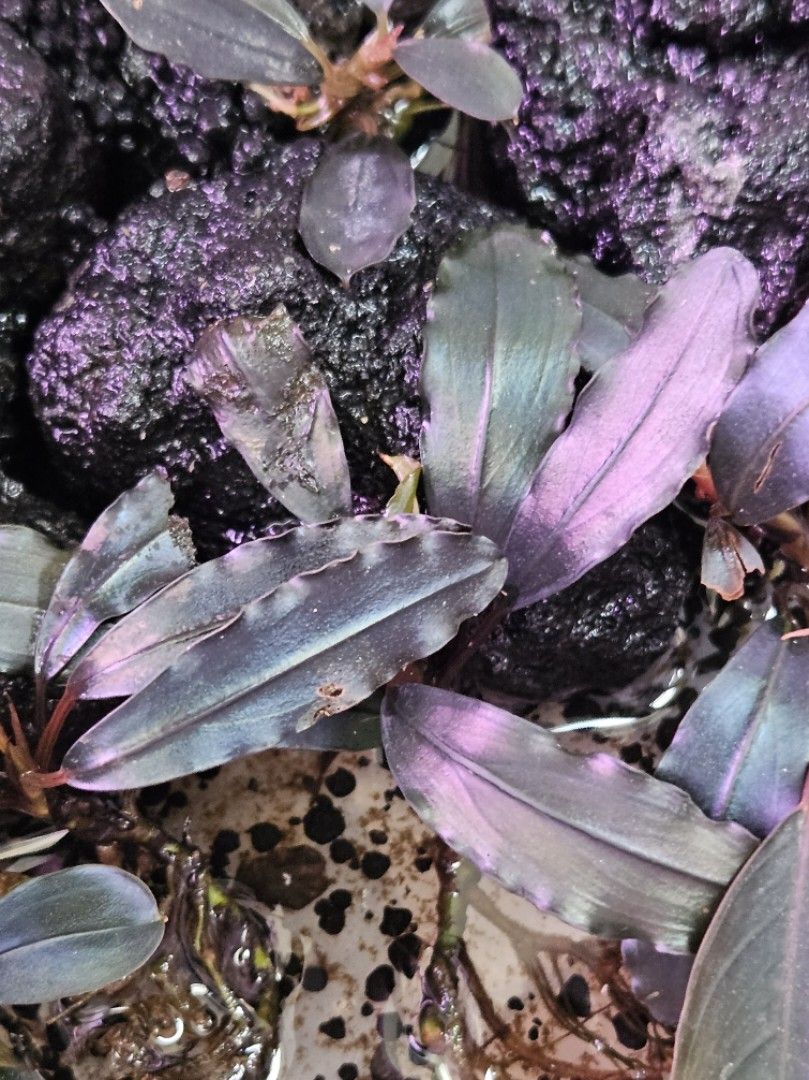 Bucephalandra godzilla|buce bucep|aquatic aquarium fresh live plants ...