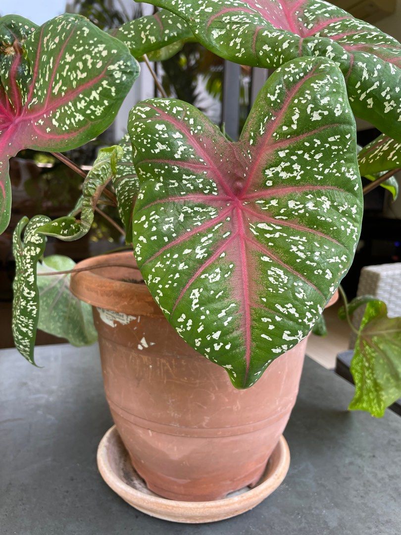 Caladium Pink Beauty - Easy-Care, Fuss-Free House Plant, Furniture ...