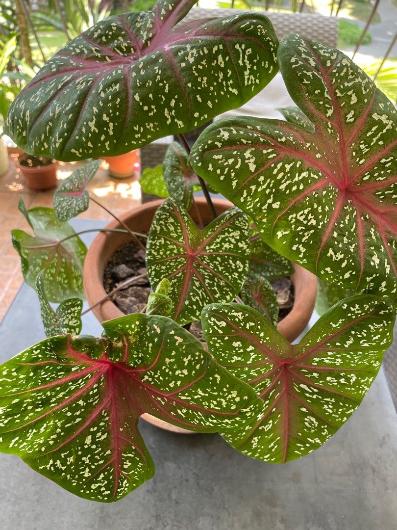 Caladium Pink Beauty - Easy-Care, Fuss-Free House Plant, Furniture ...