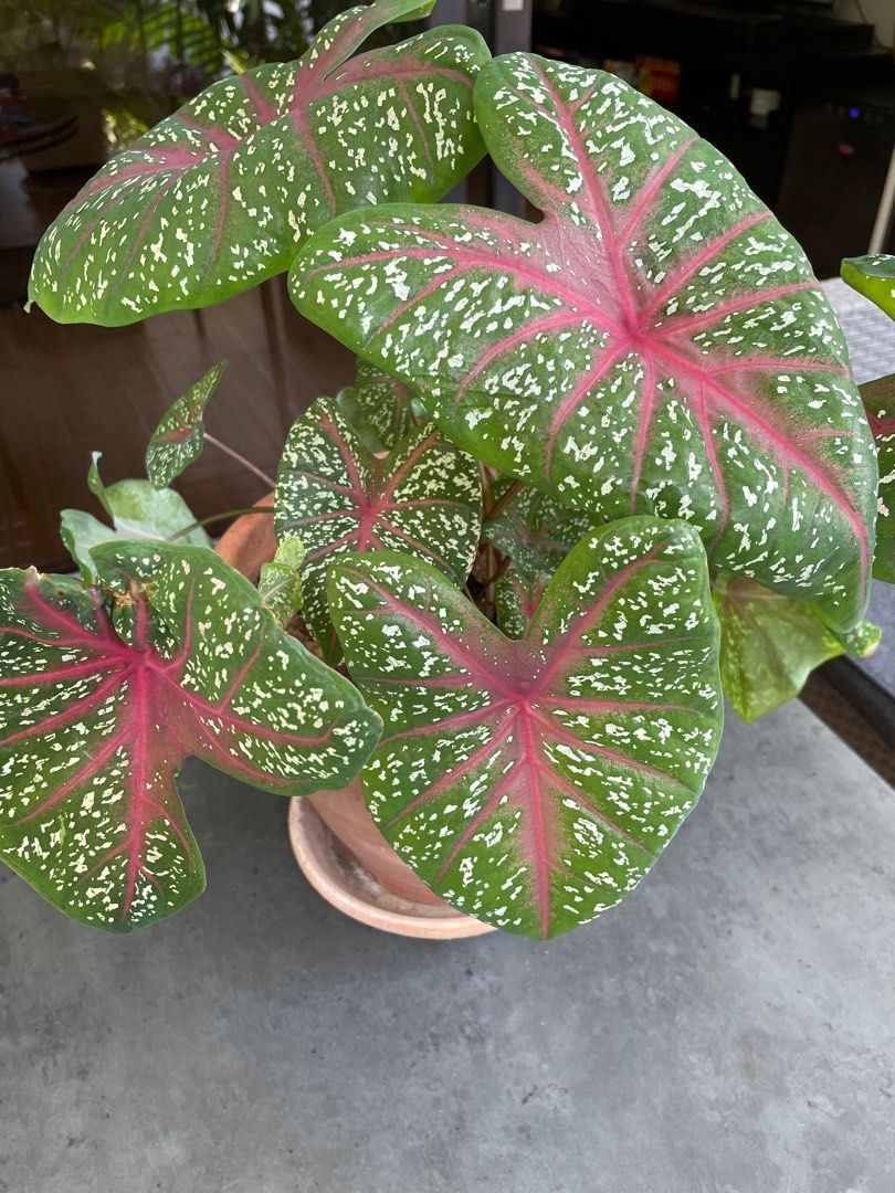 Caladium Pink Beauty - Easy-Care, Fuss-Free House Plant, Furniture ...