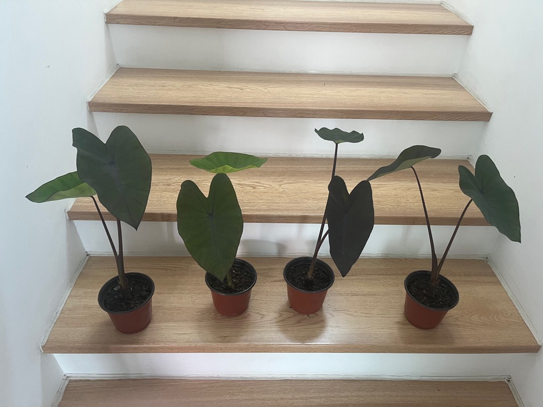 Colocasia Black Magic, Furniture & Home Living, Gardening, Plants ...