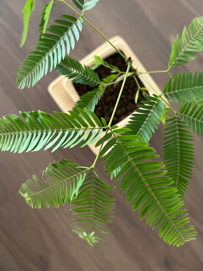 Everfresh Tree - with pot, Furniture & Home Living, Gardening, Plants ...