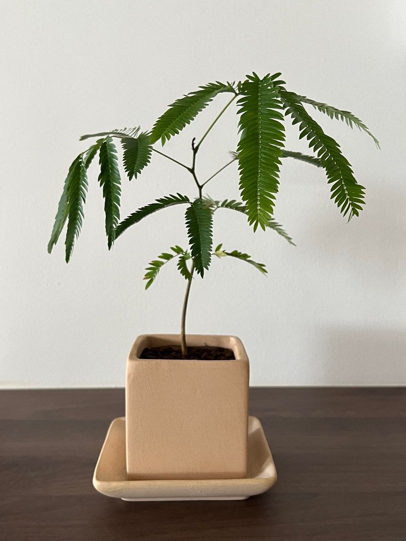 Everfresh Tree - with pot, Furniture & Home Living, Gardening, Plants ...