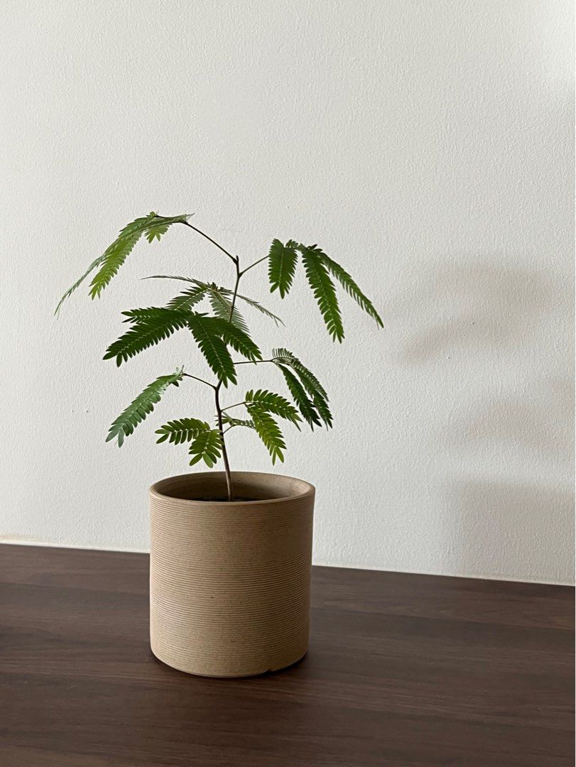 Everfresh Tree - with pot, Furniture & Home Living, Gardening, Plants ...