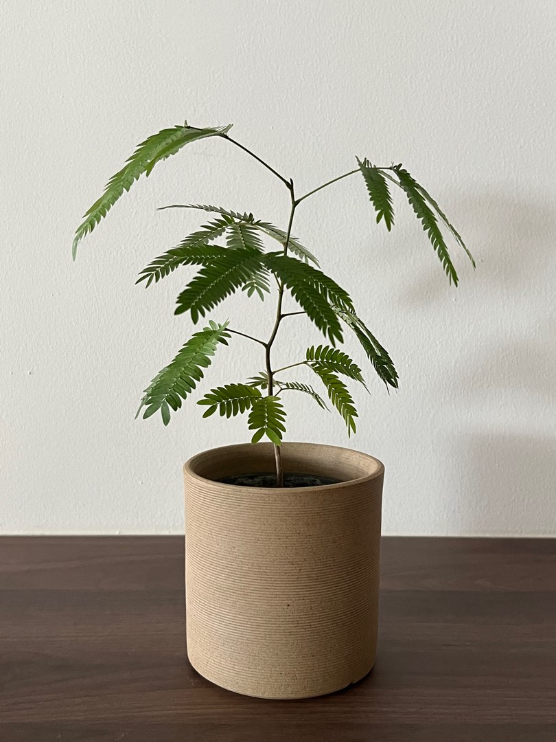 Everfresh Tree - with pot, Furniture & Home Living, Gardening, Plants ...