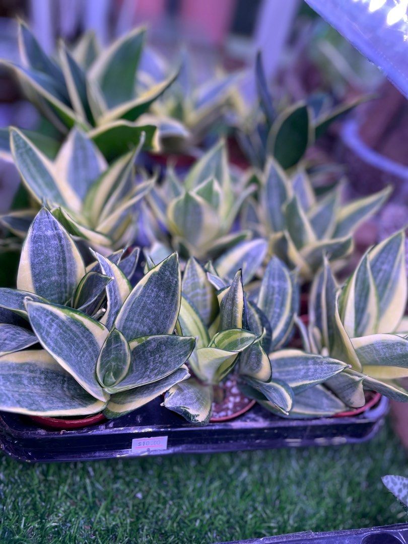 Many Indoor Plants includes Succulents/ Cactus/ Fittonia/ Airplant ...