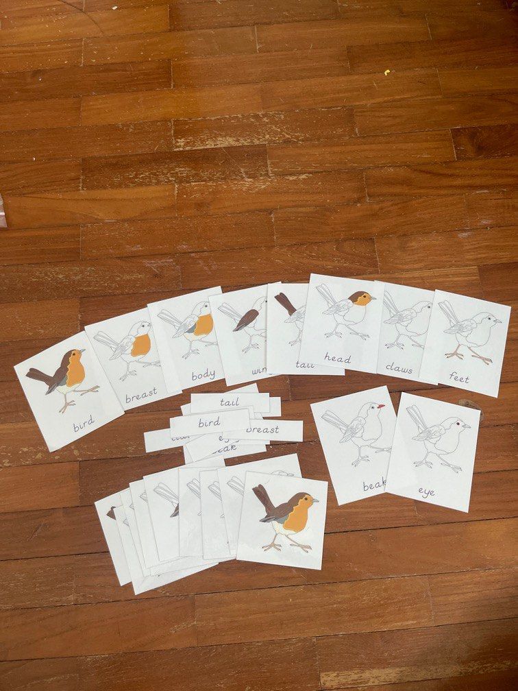 Montessori 3 parts cards - bird, Hobbies & Toys, Toys & Games on Carousell