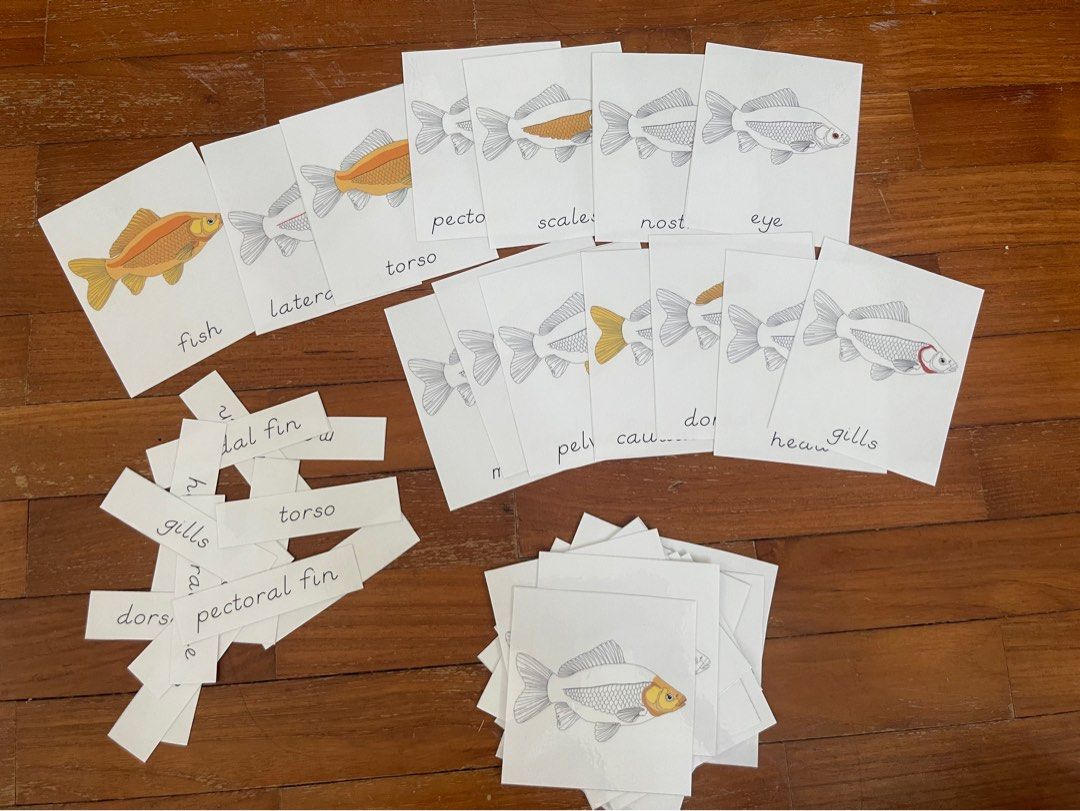 Montessori 3 parts cards - fish, Hobbies & Toys, Toys & Games on Carousell