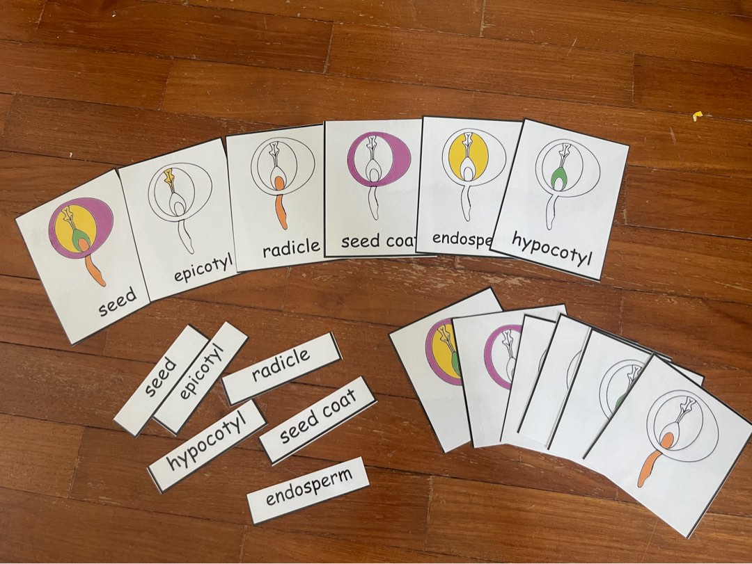 Montessori 3 parts cards - seed, Hobbies & Toys, Toys & Games on Carousell