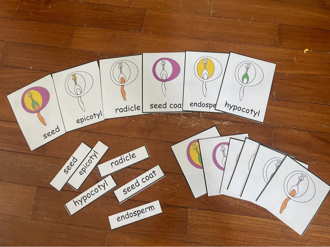 Montessori 3 parts cards - seed, Hobbies & Toys, Toys & Games on Carousell