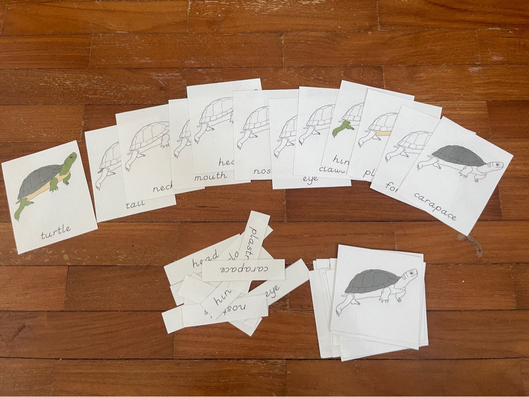 Montessori 3 parts cards - turtle, Hobbies & Toys, Toys & Games on ...