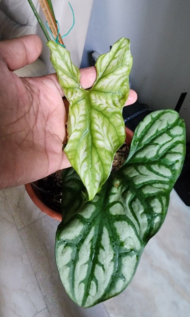 Philodendron Mirabilis (nrgotiable), Furniture & Home Living, Gardening ...