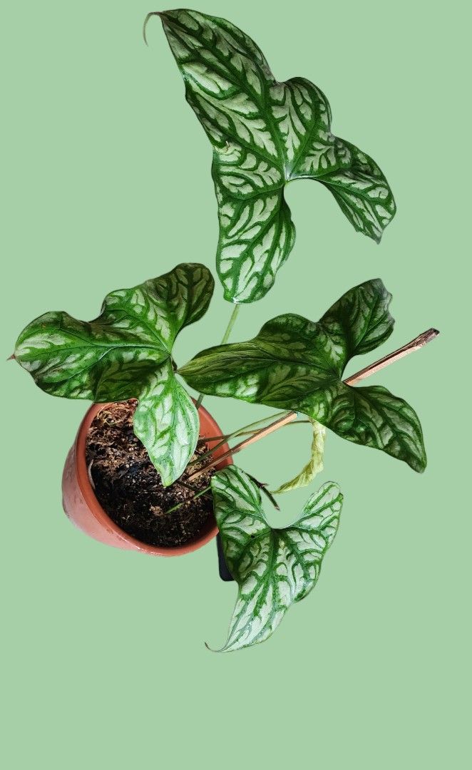 Philodendron Mirabilis (nrgotiable), Furniture & Home Living, Gardening ...