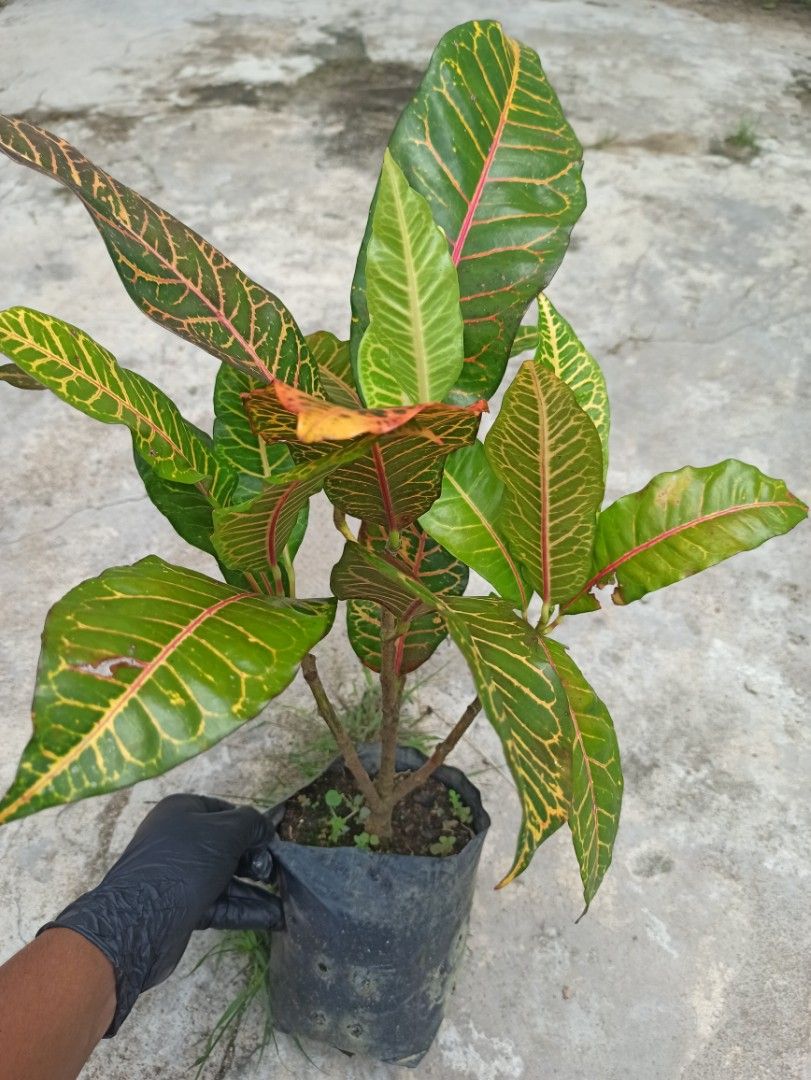 POKOK PUDING MAS PUDIN CROTON PLANTS, Furniture & Home Living ...