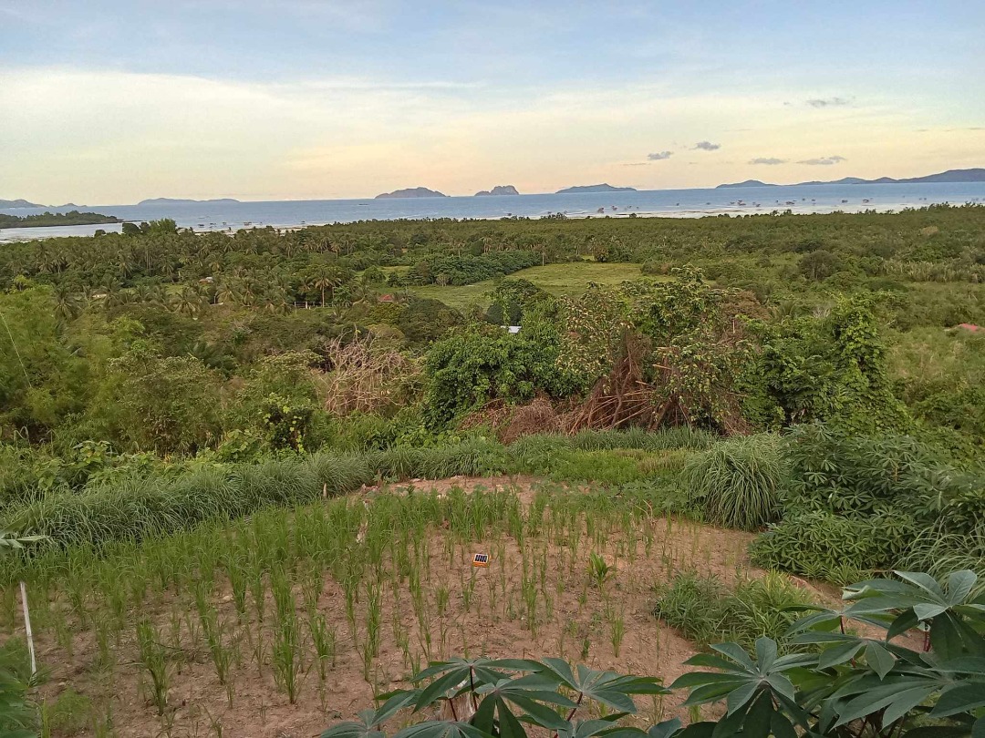 Overlooking Farm Lot for Sale - Taytay, Palawan, Property, For Sale ...