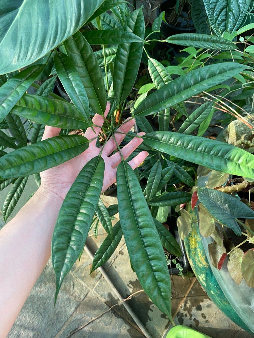 Schefflera albido bracteata, Furniture & Home Living, Gardening, Plants ...