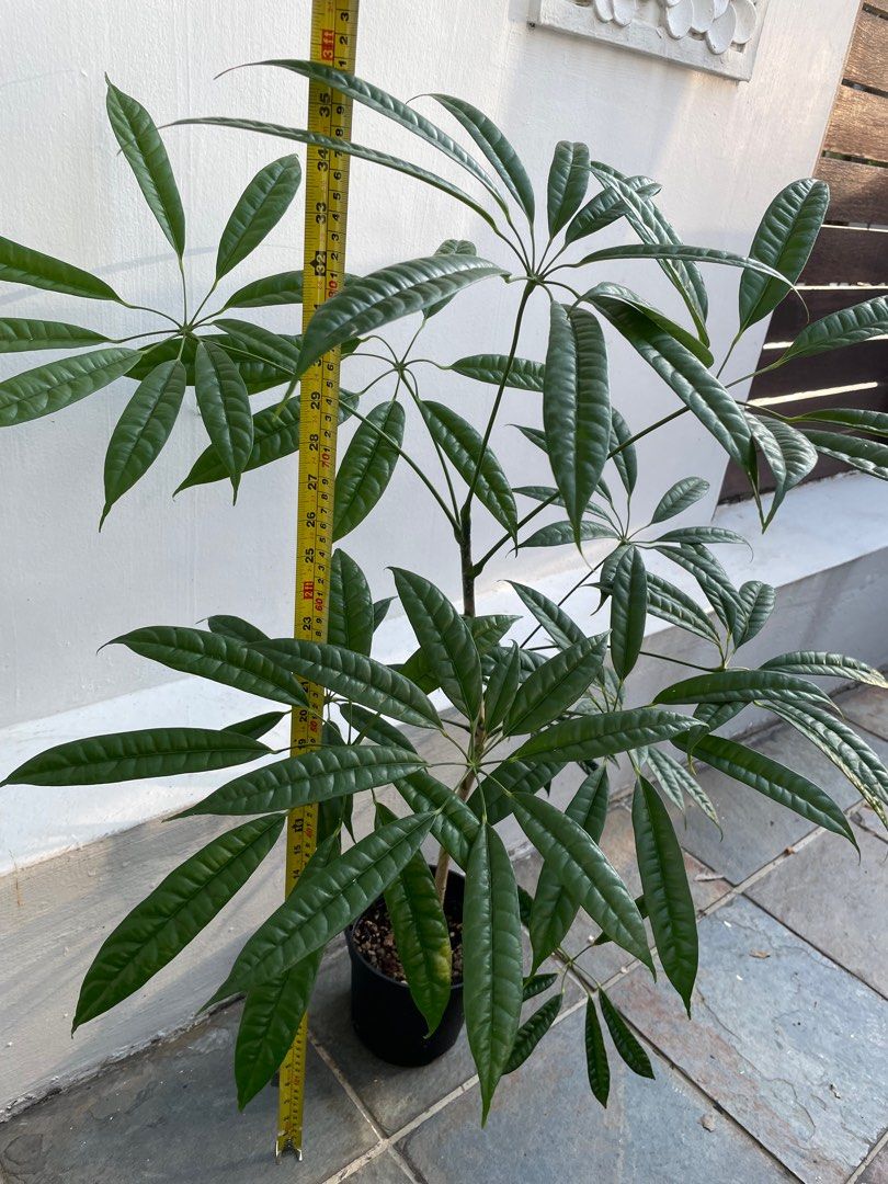 Schefflera albido bracteata, Furniture & Home Living, Gardening, Plants ...