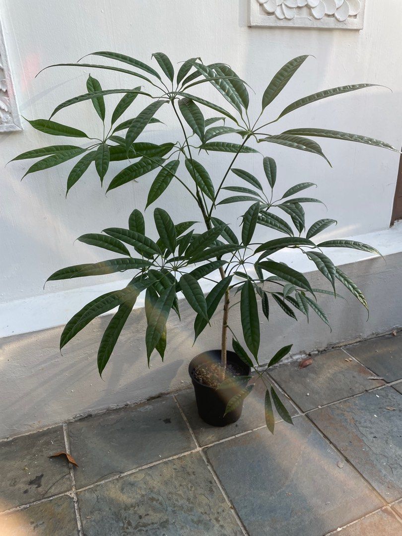 Schefflera albido bracteata, Furniture & Home Living, Gardening, Plants ...